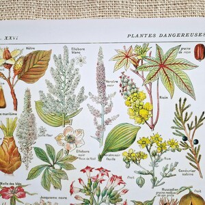 Vintage Dangerous Plants, Poison Plants, Herbal Design, Herb Wall Art ...