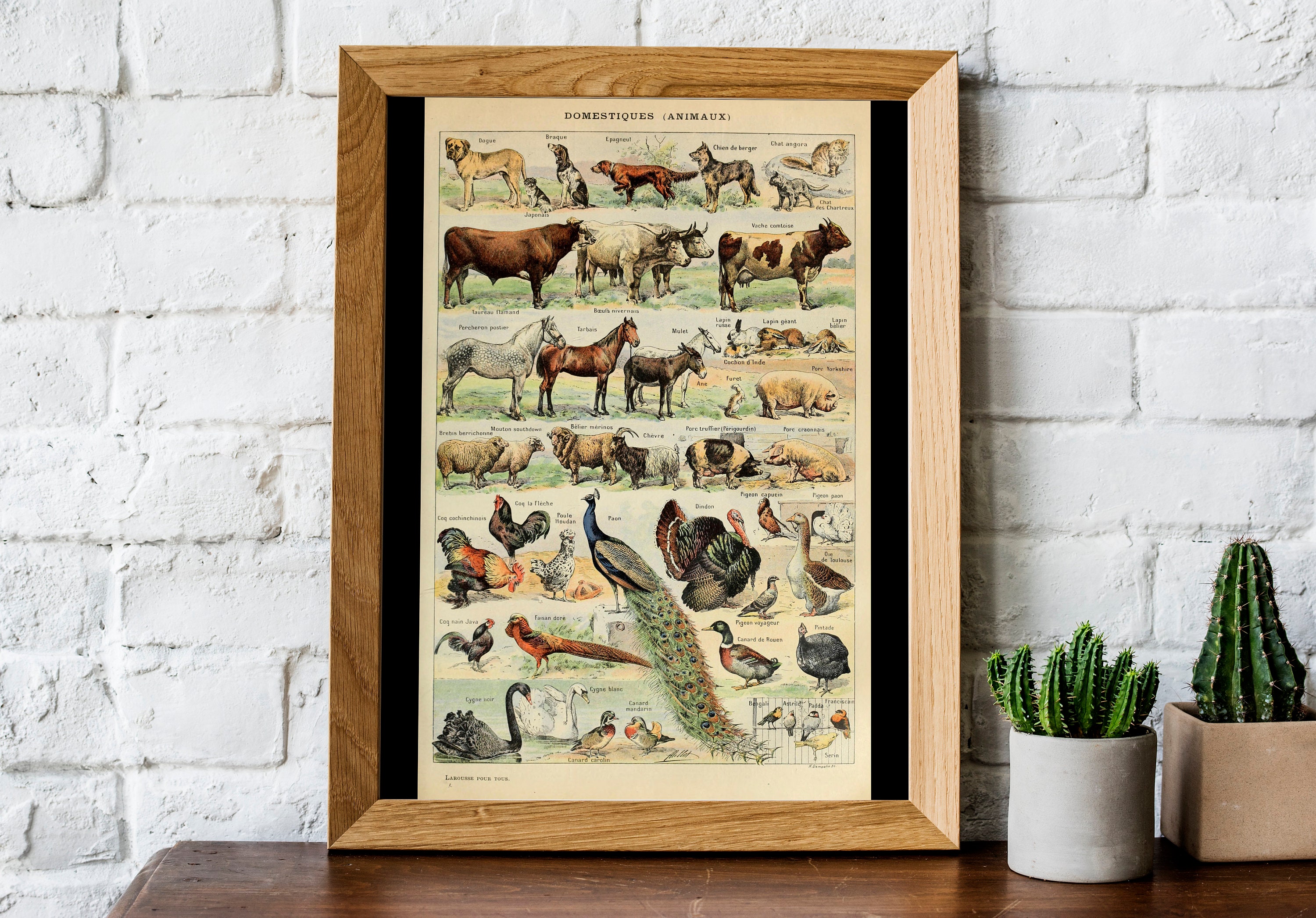 Animal Poster Art Domestic Animals Educational Diagram | Etsy