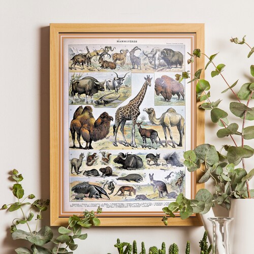 Animal Poster Art Exotic Animals Mammals Chart Print - Etsy