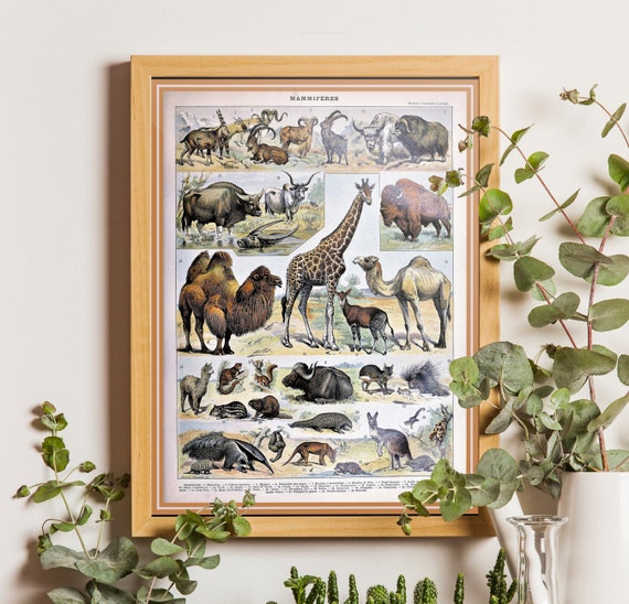 Animal Poster Art Mammals Chart Print Educational Diagram | Etsy