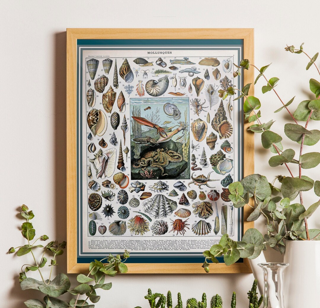 Vintage Mollusc Science Print - Adolphe Millot Poster Mollusk Poster ...