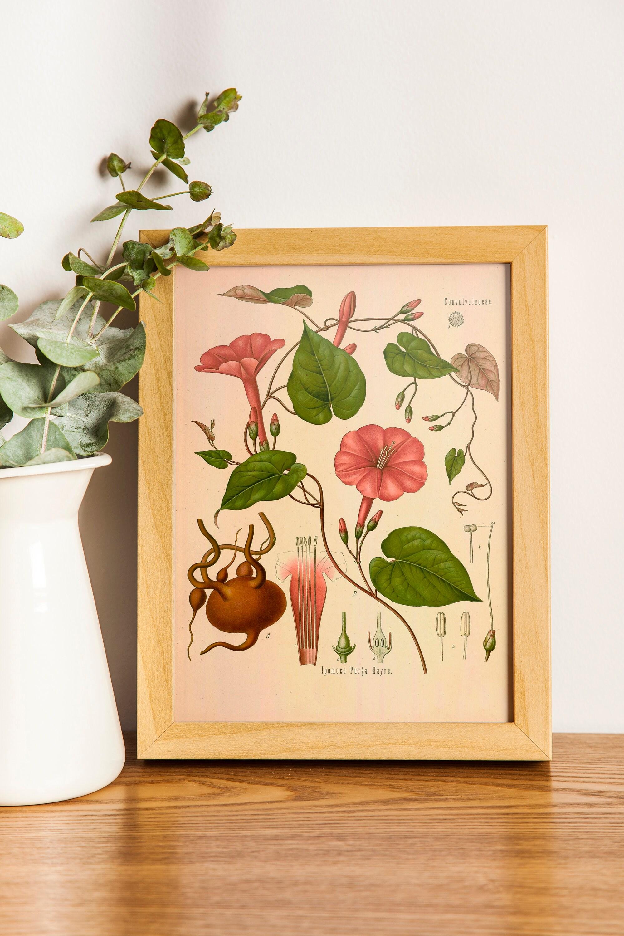 Botanical Poster Set of 6 Flowers, Gallery Wall Set, Botanical Prints ...