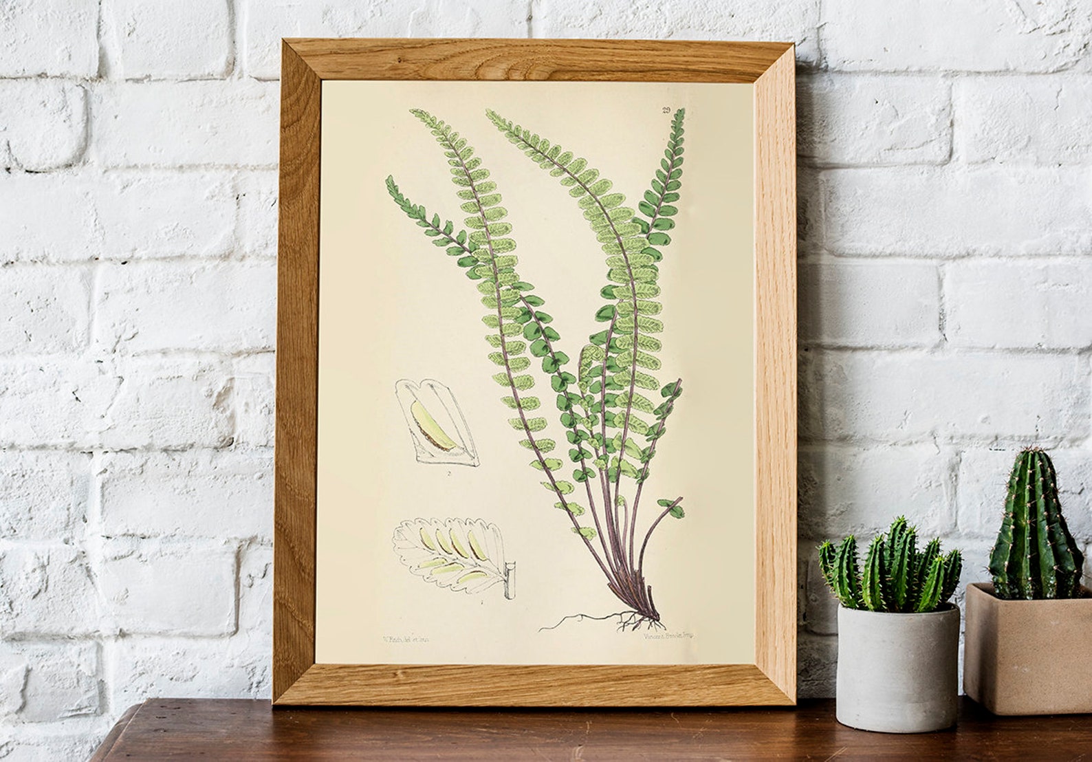 PRINTABLE Set of 15 Fern Images 2 Botanical Wall Art Fern - Etsy