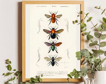 Scientific Bee Print - Etsy