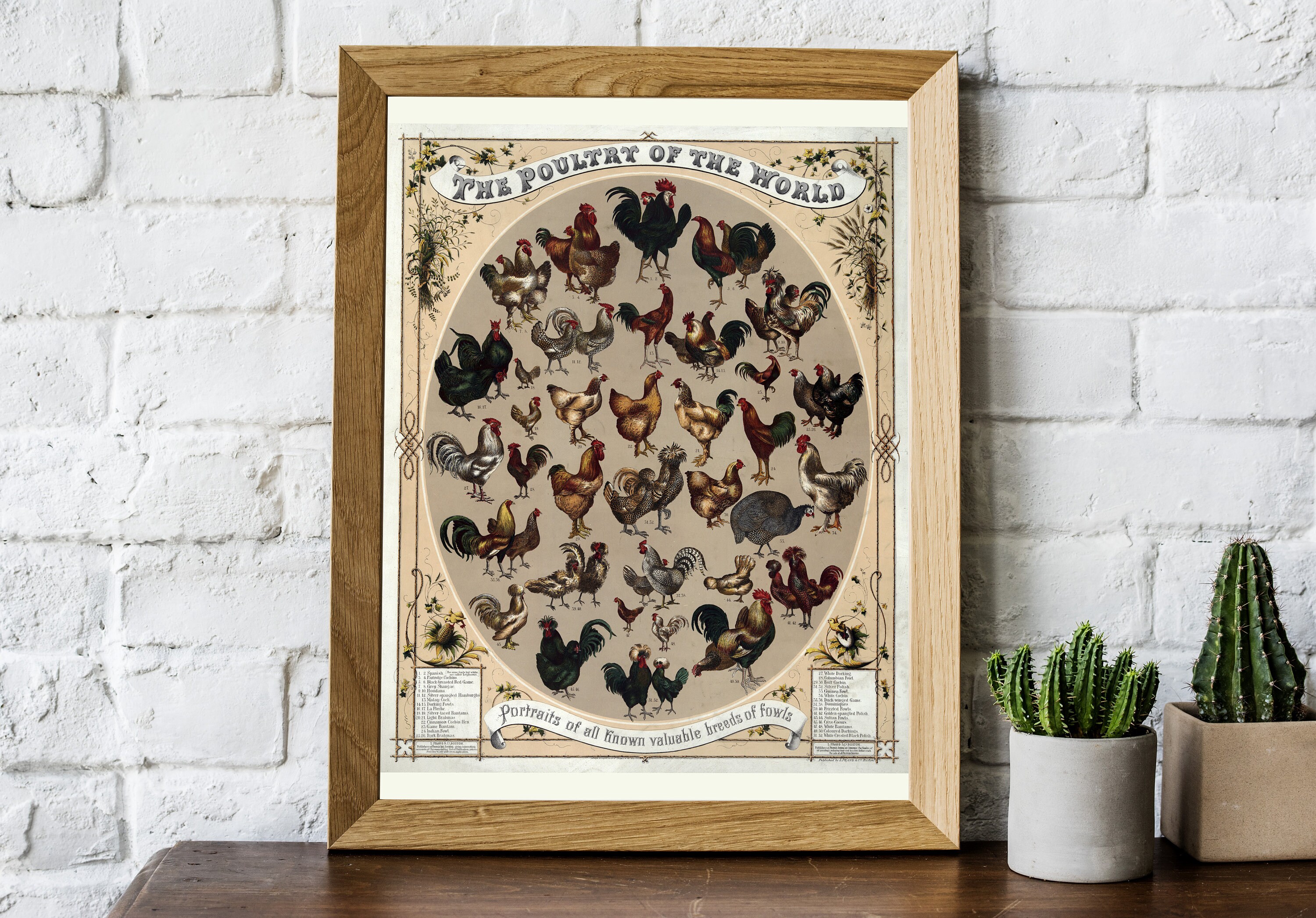 Vintage Poultry Print Poultry Illustration Vintage Poultry - Etsy