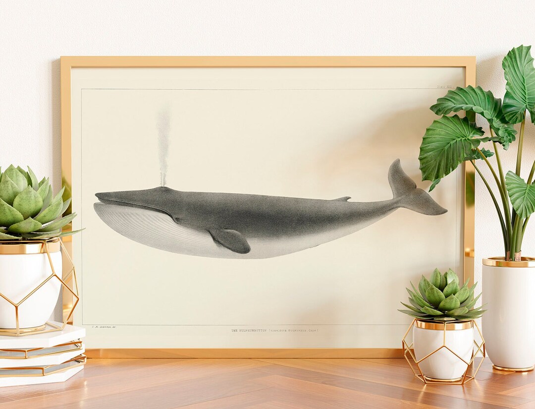 Vintage Whale Print, Whale Wall Art, Marine Prints, Vintage Nursery ...