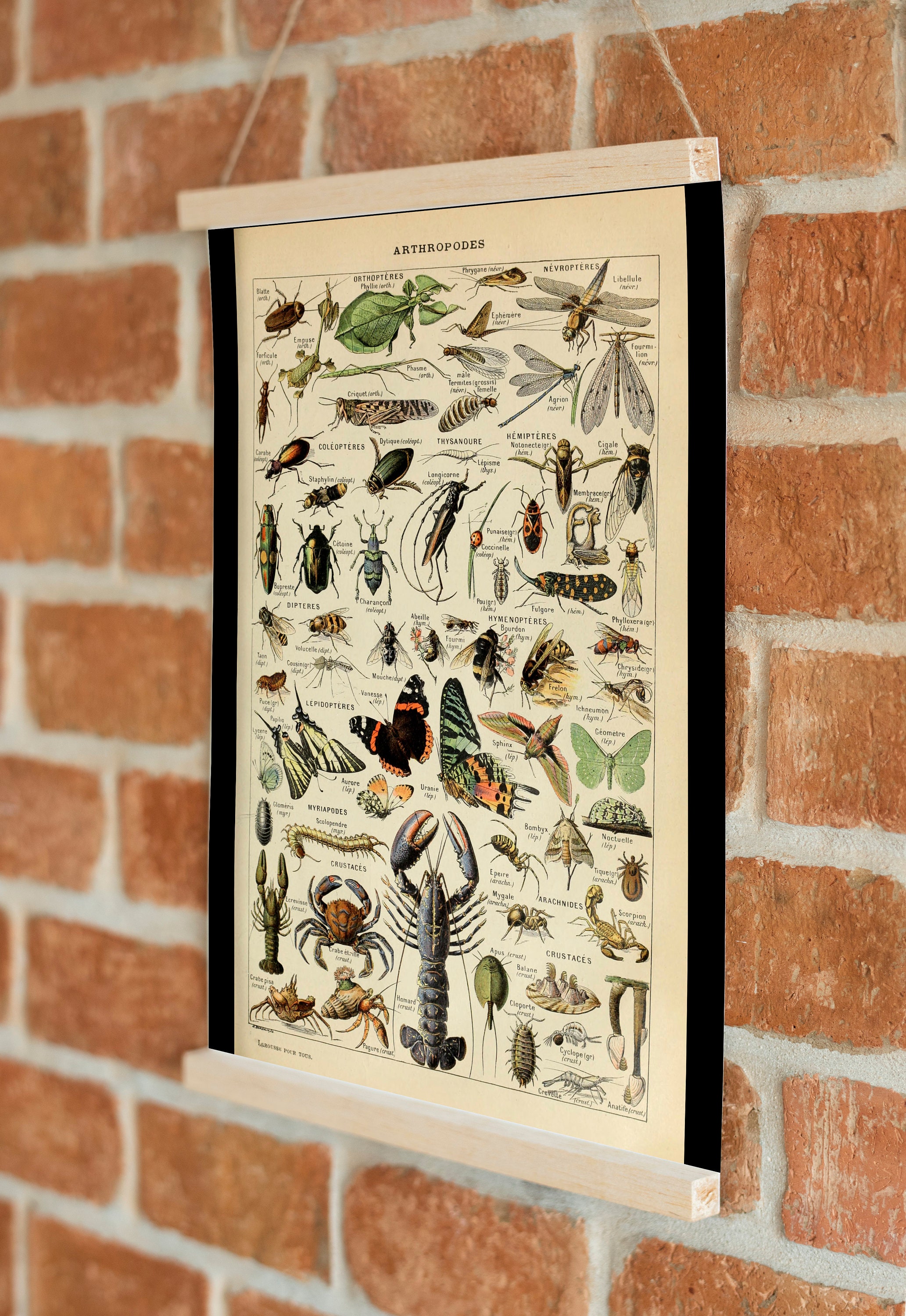 Arthropodes Poster Art Millot Arthropodes Biology Diagram | Etsy