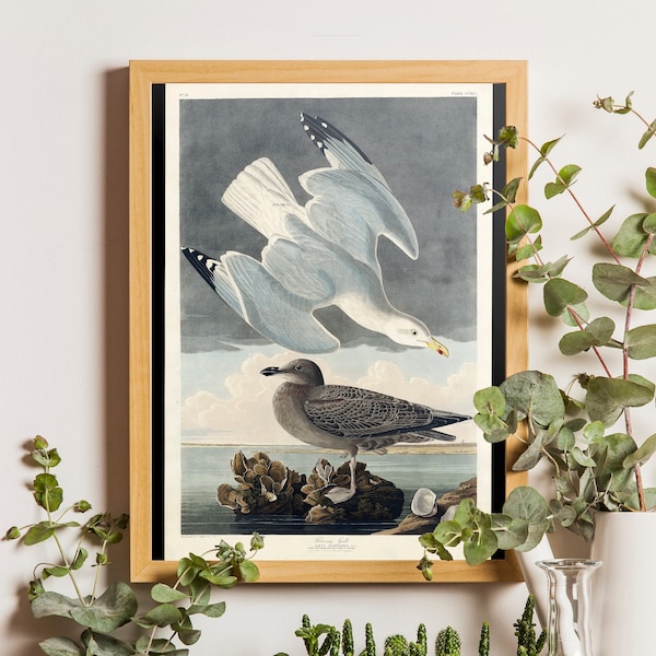 Audubon Bird Print - Etsy