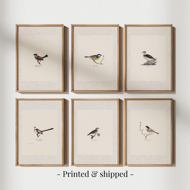 Antique Bird Prints - Etsy