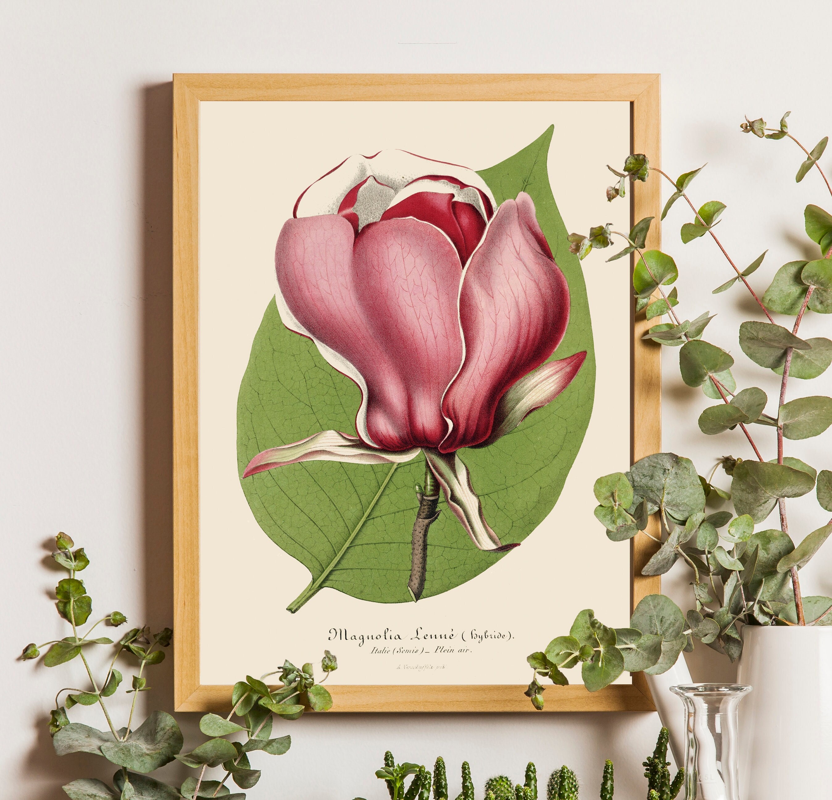 Vintage Magnolia Print Botanical Print Pink Magnolia Print - Etsy