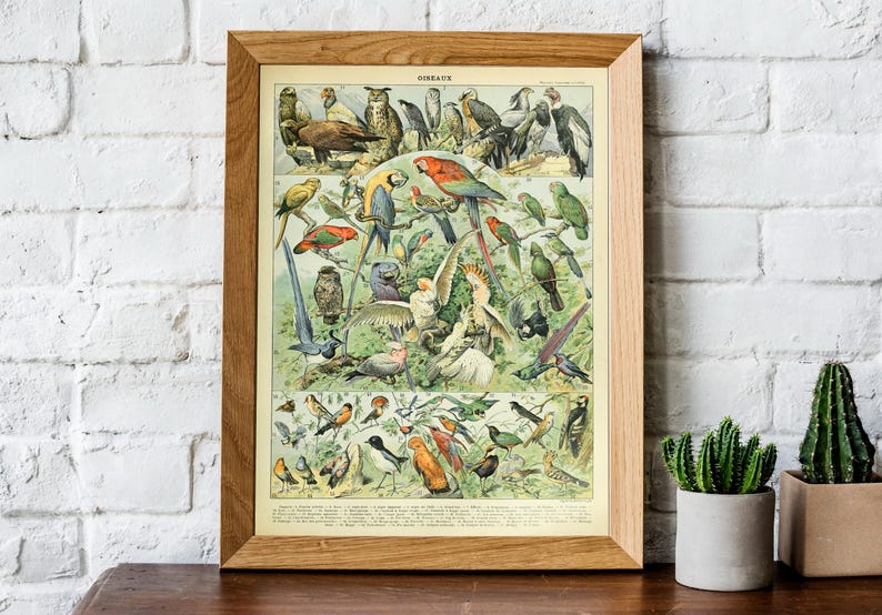 Vintage Bird Print – 1909 Adolphe Millot Botanical Poster - Etsy