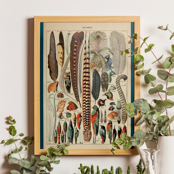 Feather Poster - Etsy