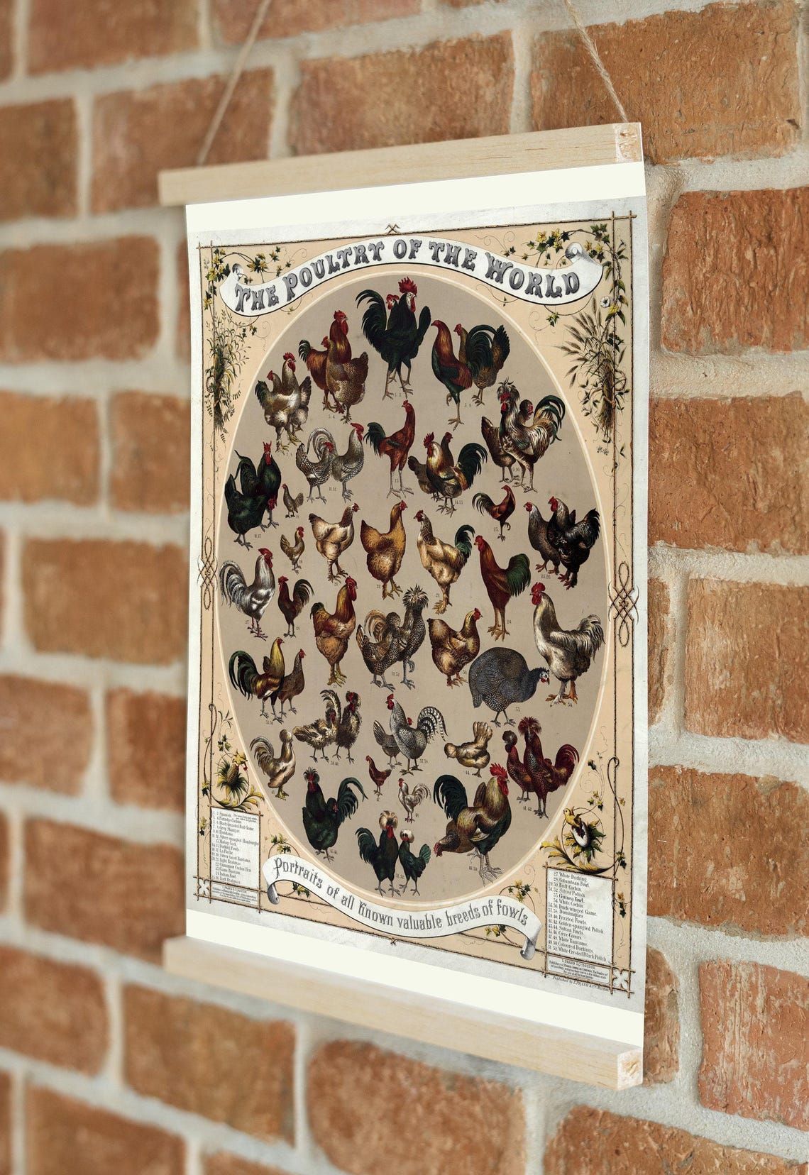 Vintage Poultry Print, Poultry Illustration, Vintage Poultry of the ...