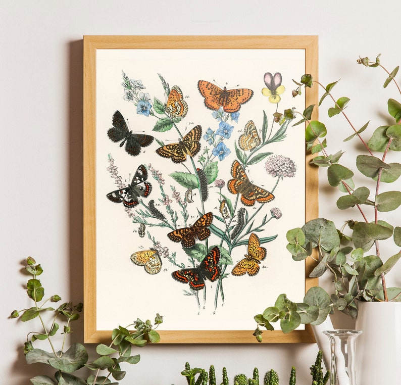 Butterfly Print Vintage Butterfly Poster Butterfly Print - Etsy