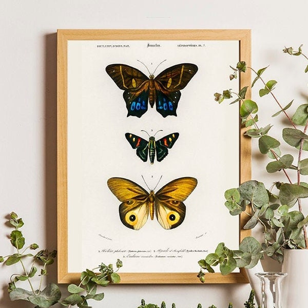 Butterfly Papillon - Etsy