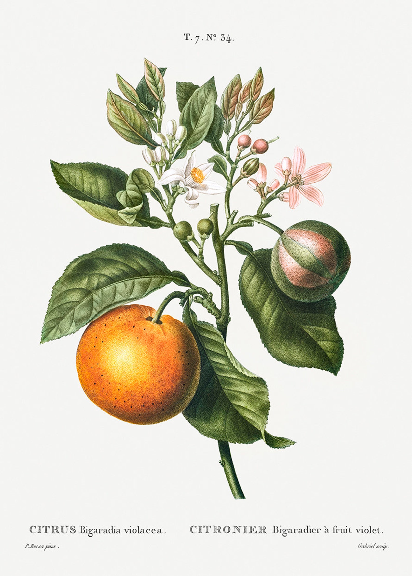 Vintage Orange Citrus Orange Botanical Print Giclee Antique - Etsy