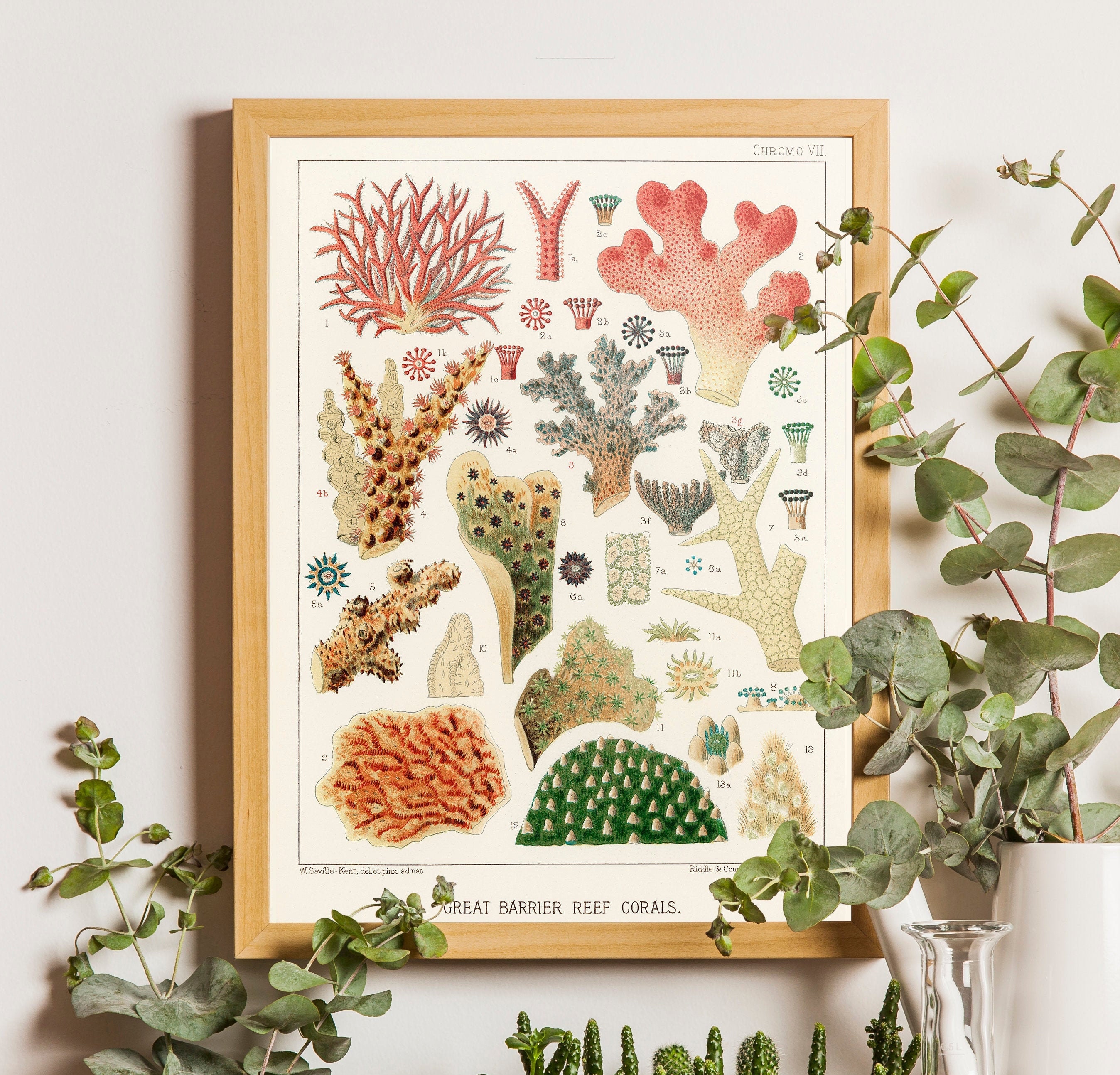 Vintage Sea Coral Print Great Barrier Reef Great Barrier - Etsy