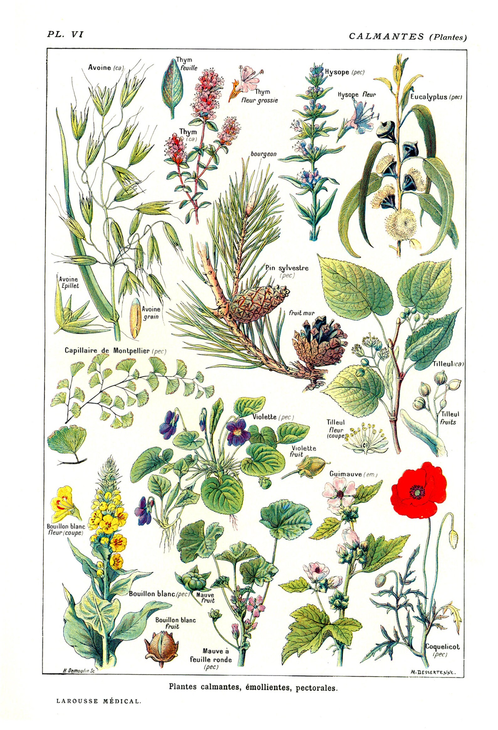 Vintage Botanical Poster Botanical Print Calming Plants - Etsy UK