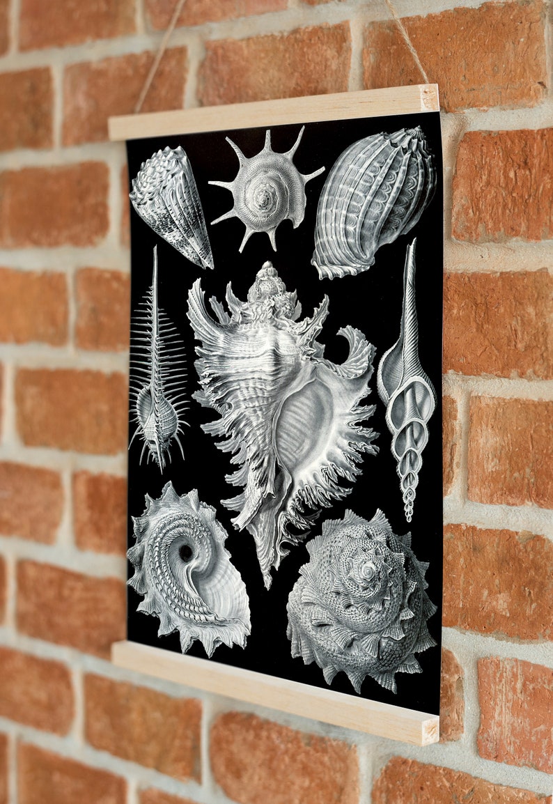 Ernst Haeckel Vintage French Seashell Print Set Art Prints | Etsy