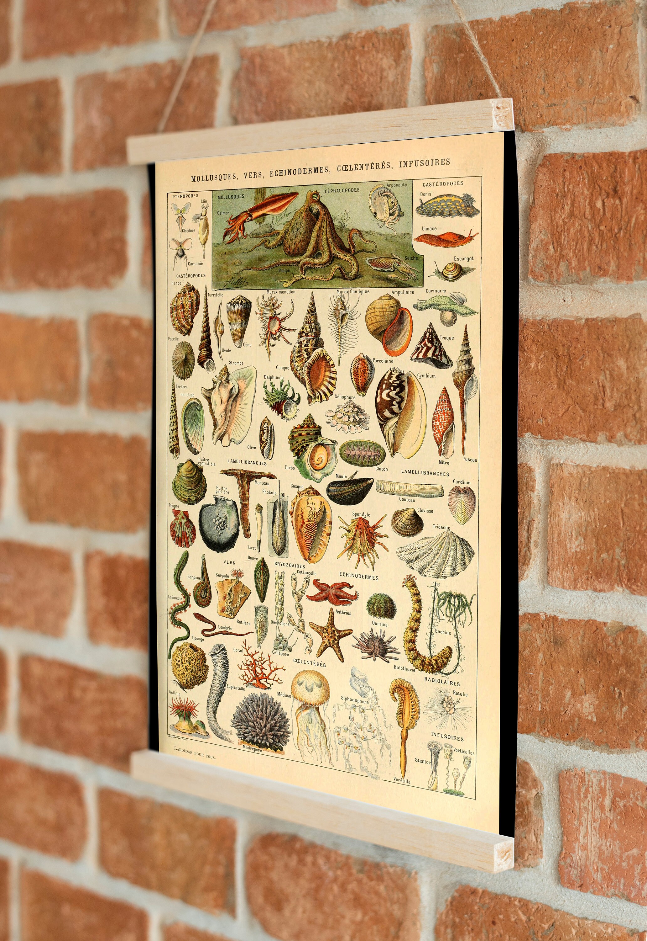 Vintage Mollusc Science Print Adolphe Millot Molluscs Poster | Etsy