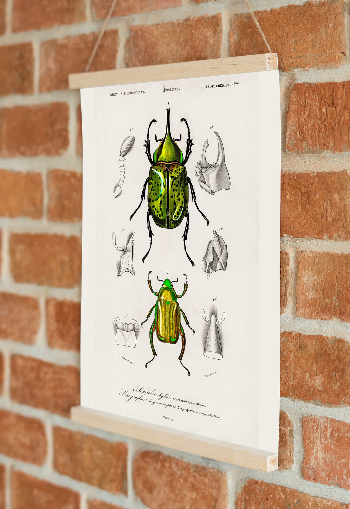 BEETLES Poster Beetles Print Beetles Chart Insect Poster | Etsy