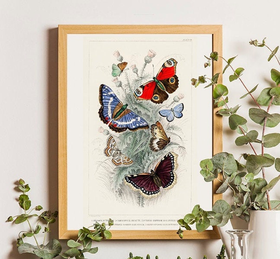 Butterfly Print, Botanical Print, Vintage Botanical, Vintage Butterfly ...