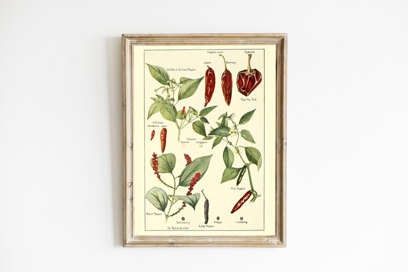 Vintage Chili Pepper Print Antique Botanical Poster Chili - Etsy