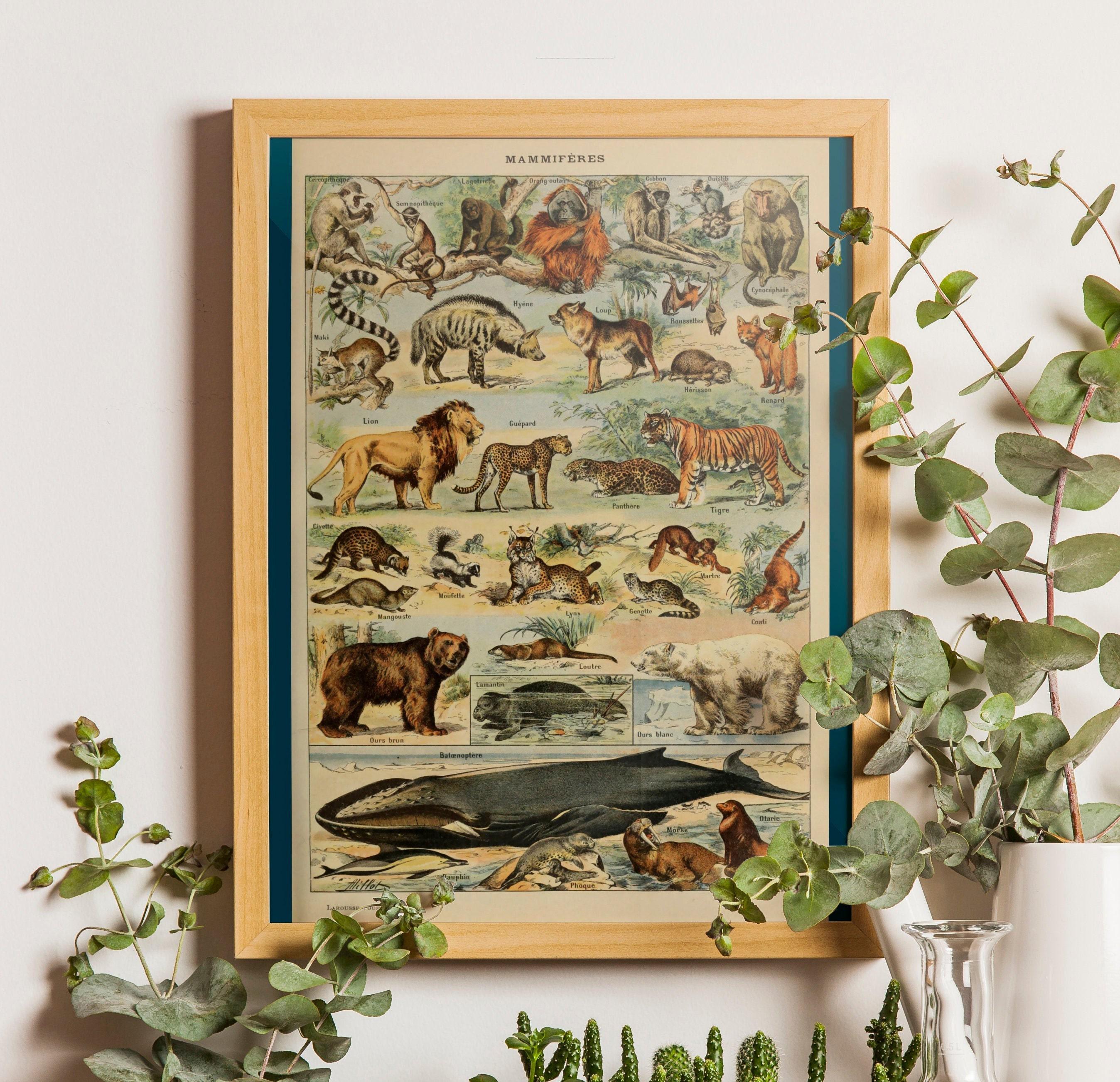 Vintage Mammals Chart Print, Adolphe Millot Scientific Illustration - Etsy