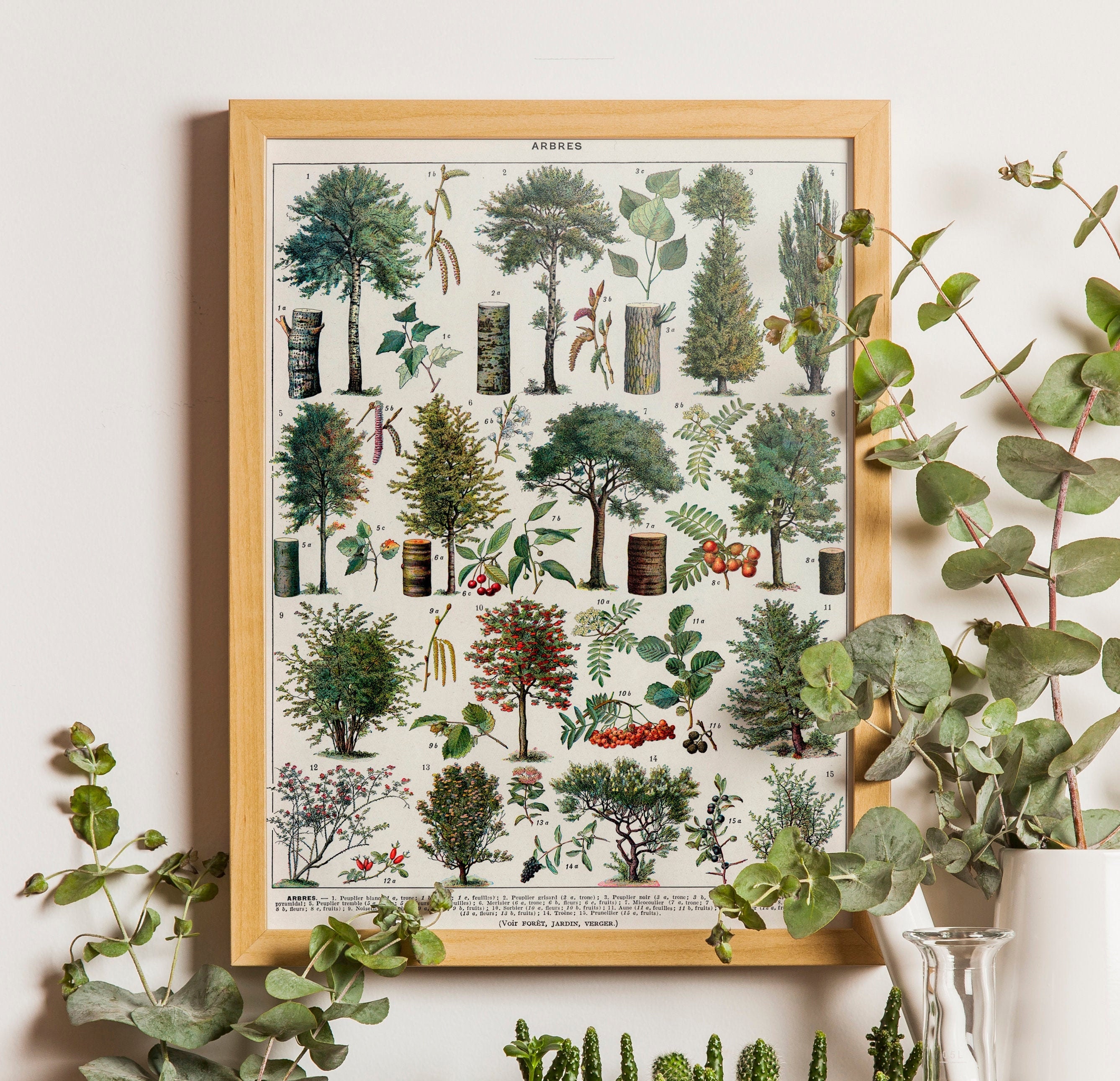 Vintage Tree Print Tree Species Wall Art Trees Print - Etsy Canada