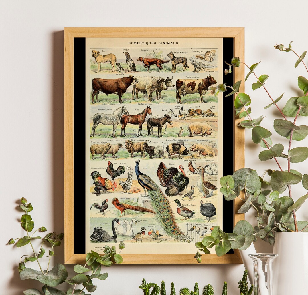 Animal Poster Art, Domestic Animals, Educational Diagram, Adolphe ...