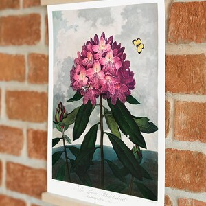 The Pontic Rhododendron Thornton Botanical Print Wall Art Large ...