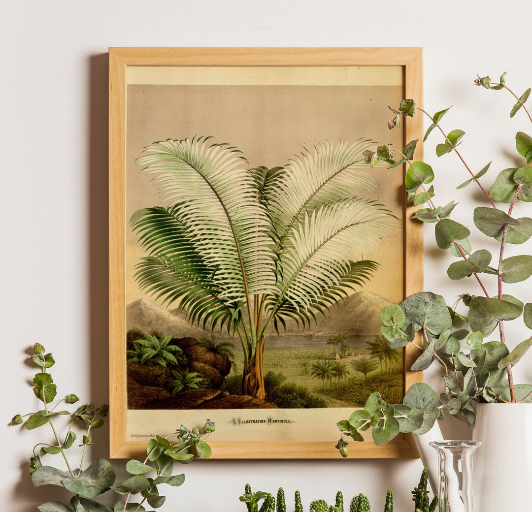 Palm Tree Art Print, Antique Botanical, Palm Tree Decor, Vintage Palm ...