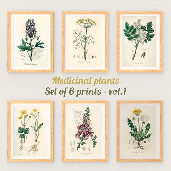 Medicinal Plant - Etsy