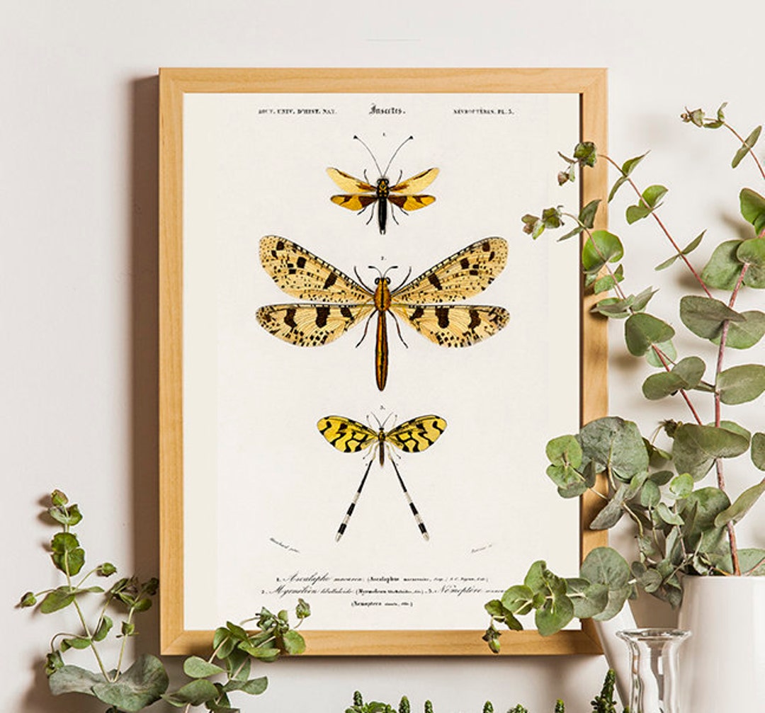 Vintage Insects Print, Vintage Butterfly, Insects Art, Orbigny Art ...