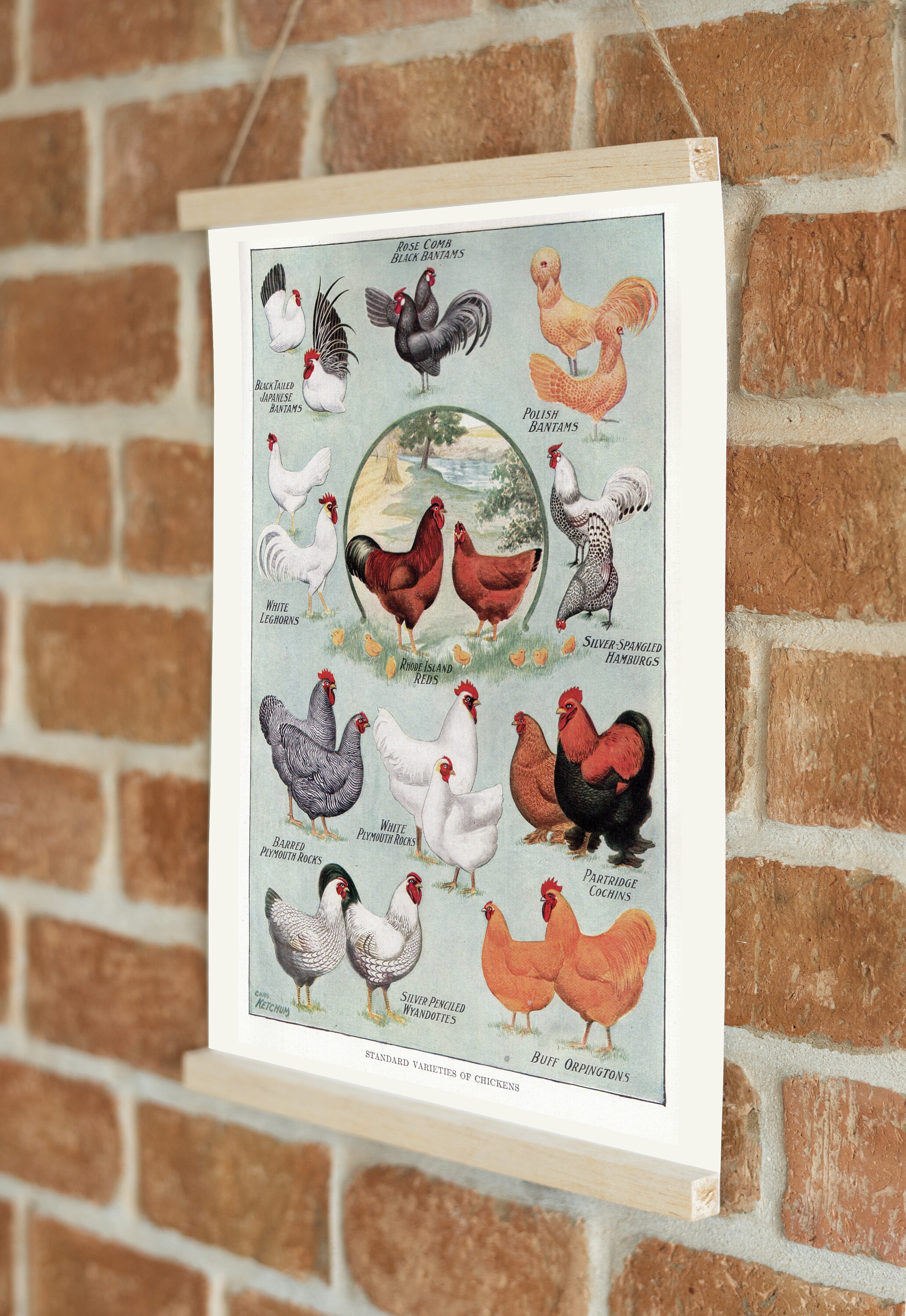Vintage Poultry Print Poultry Illustration Breeds of Chicken - Etsy