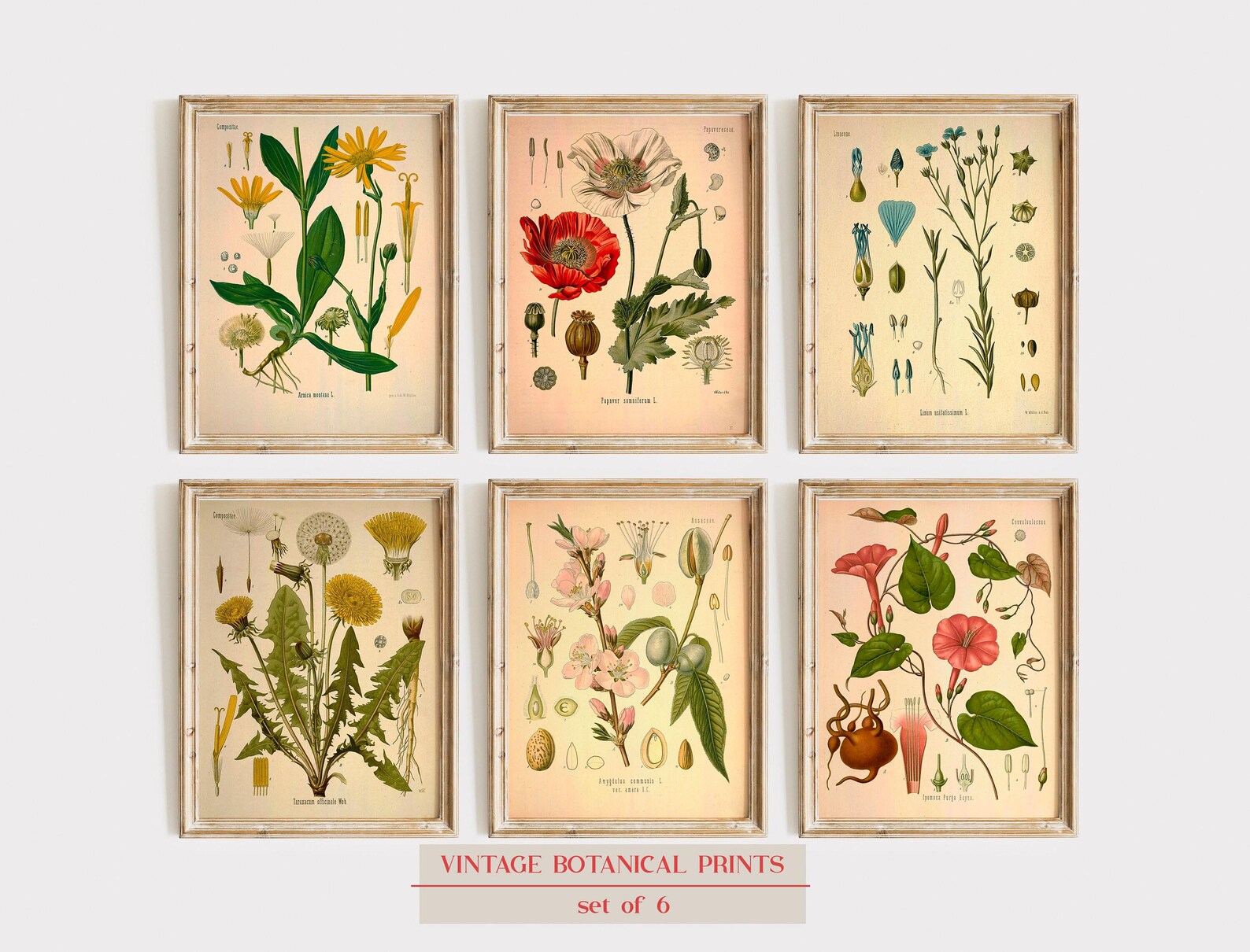Botanical Poster Set of 6 Flowers, Gallery Wall Set, Botanical Prints ...