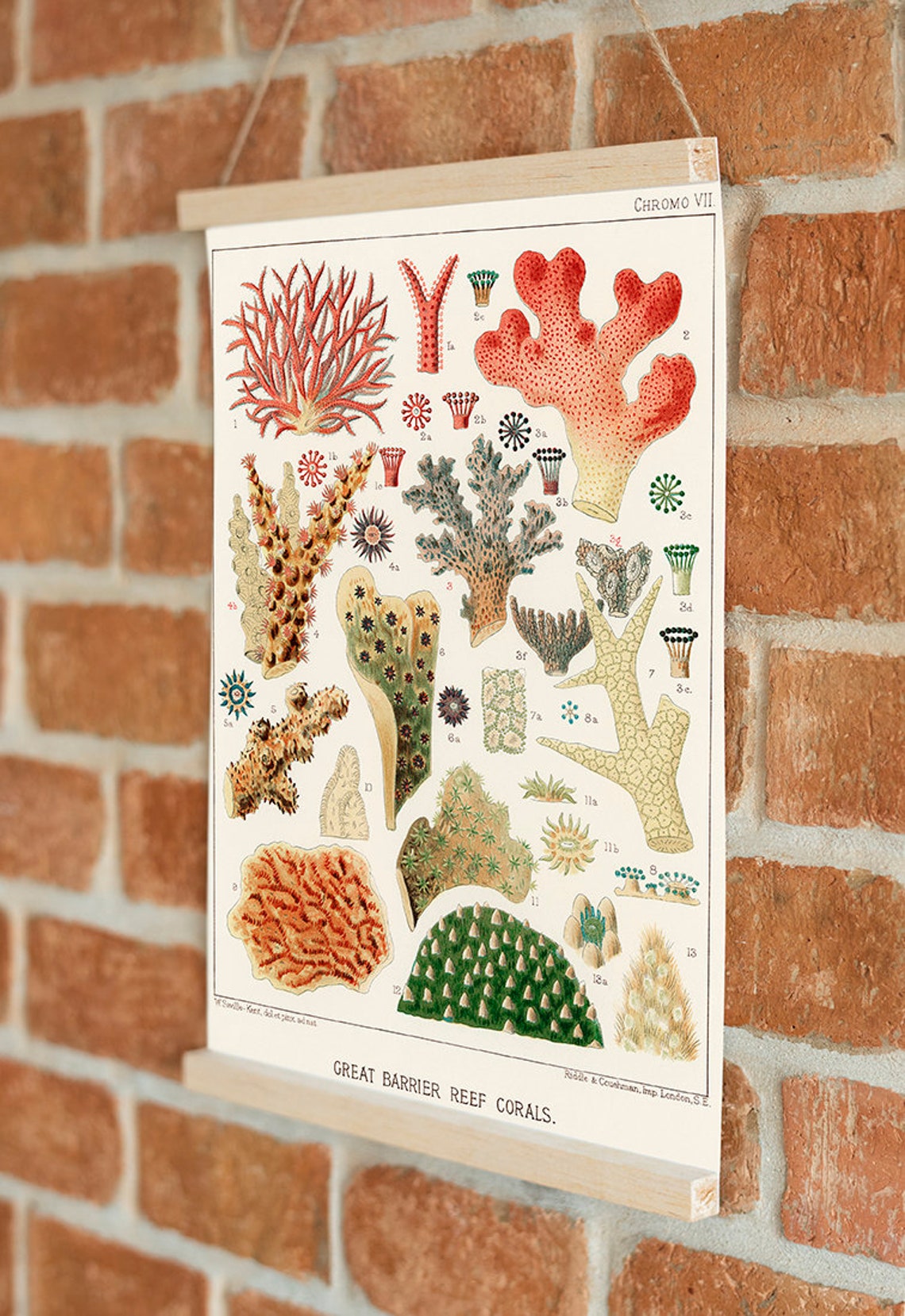 Vintage Sea Coral Print Great Barrier Reef Great Barrier - Etsy