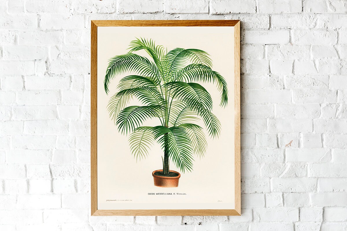 Palm Tree Print Vintage Palm Poster Cocos Print Palm Tree - Etsy