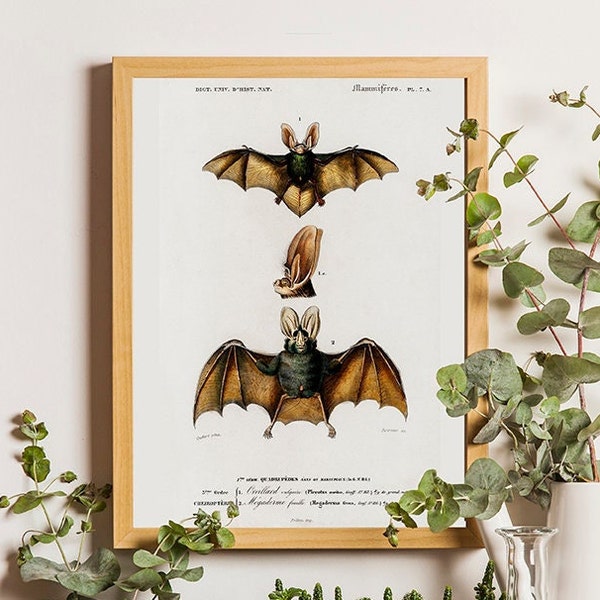 Bat Poster - Etsy
