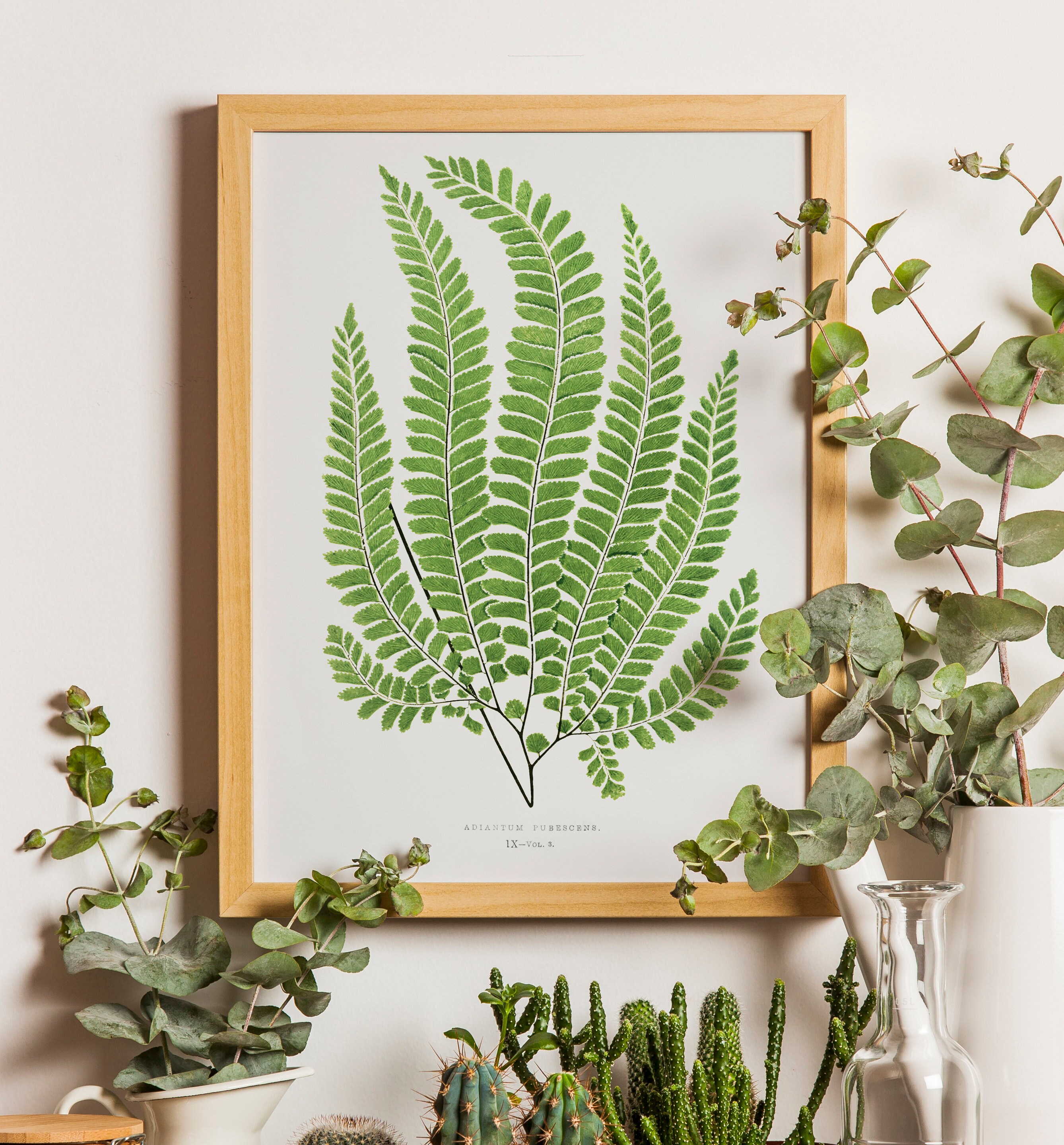 Set of 6 Botanical Fern Prints Wall Gallery Vintage Prinst - Etsy