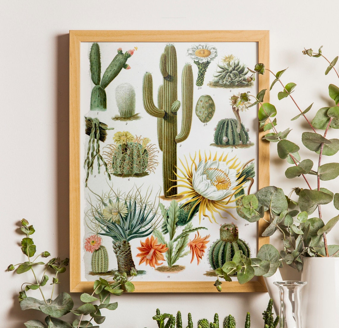 Antique 1800s Cactus Chart Poster Art Print Illustration - Etsy
