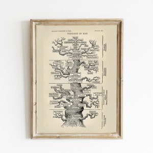 Tree of Life Print, Haeckel Scientific Illustration, Natural Science ...