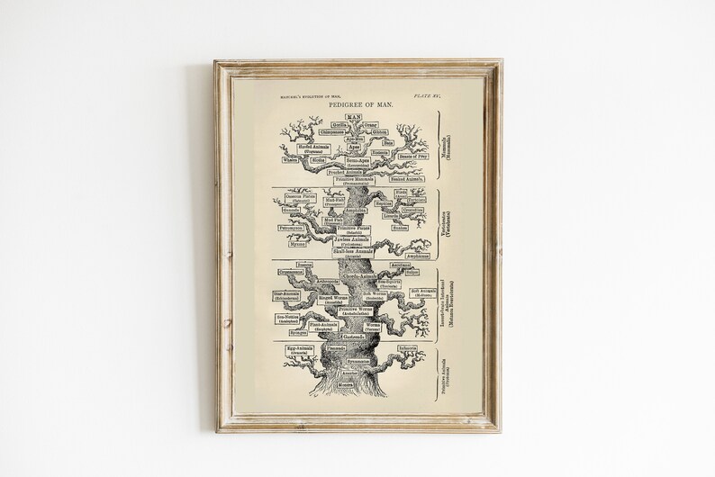 Tree of Life Print Haeckel Scientific Illustration Natural - Etsy