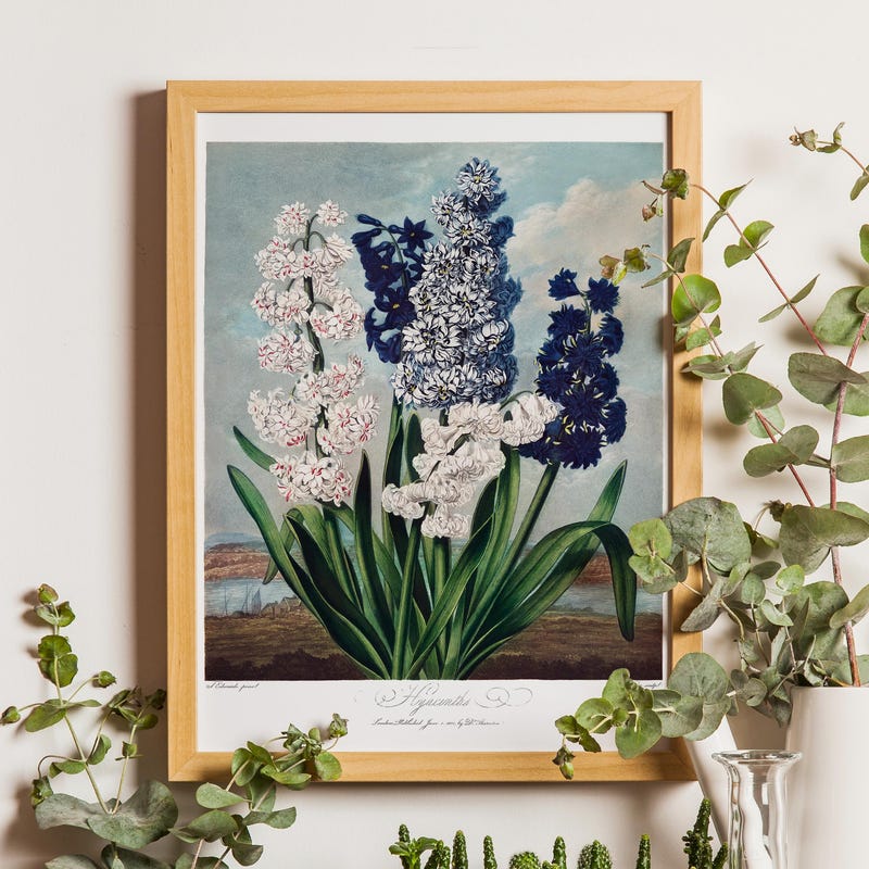 Water Hyacinth Plant - Etsy