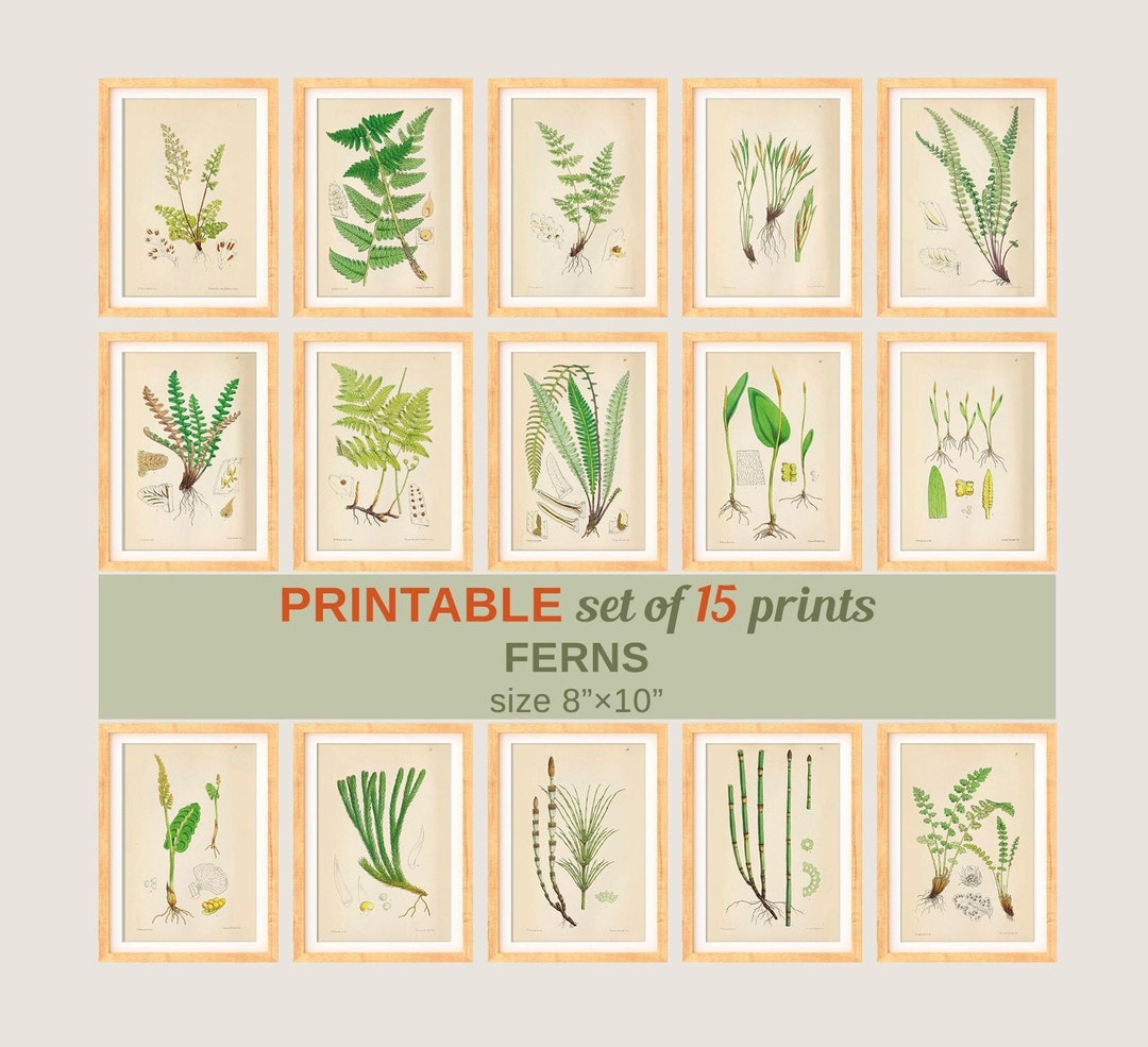 PRINTABLE Set of 15 Fern Images #2, Botanical Wall Art Fern Posters ...