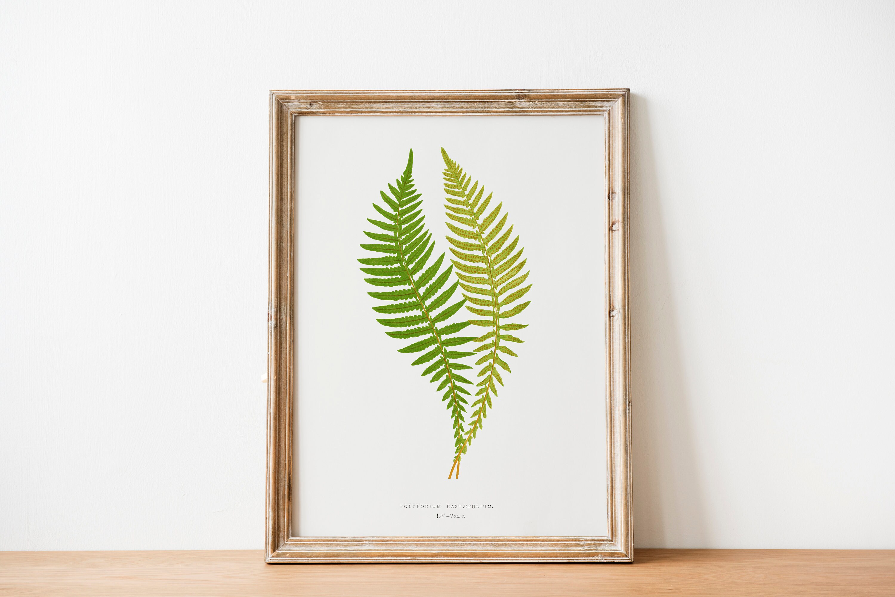 Set of 6 Botanical Fern Prints Wall Gallery Vintage Prinst - Etsy