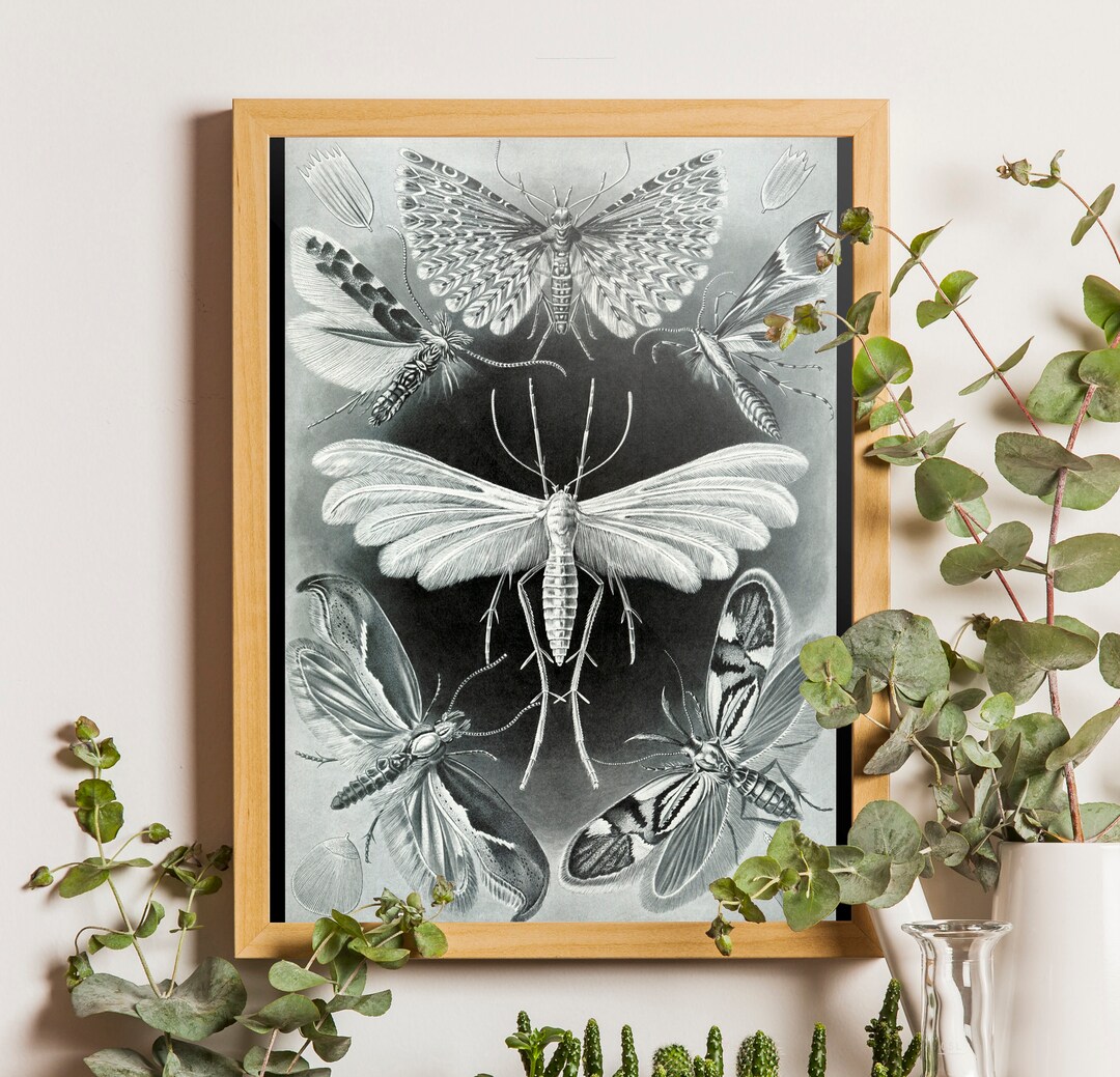 Vintage Moths Print, Scientific Illustration Print, Vintage Insect ...