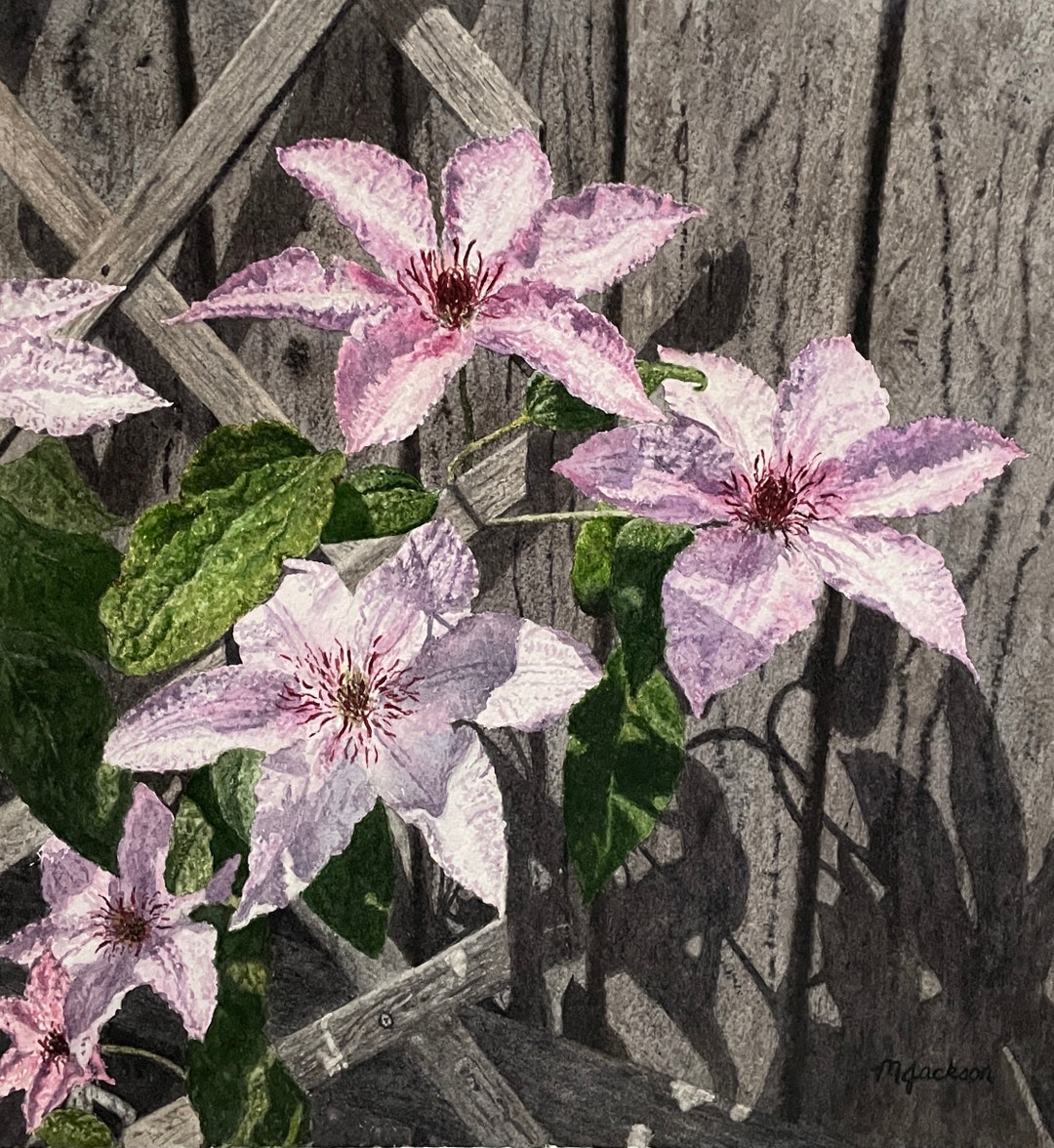 Clematis, Watercolor Print - Etsy