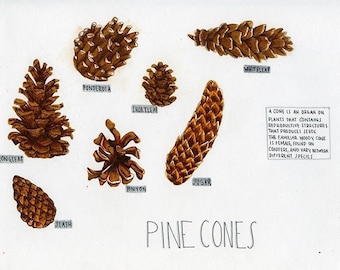 1905 the North American Indian 11 X 14 Photo Print - Etsy