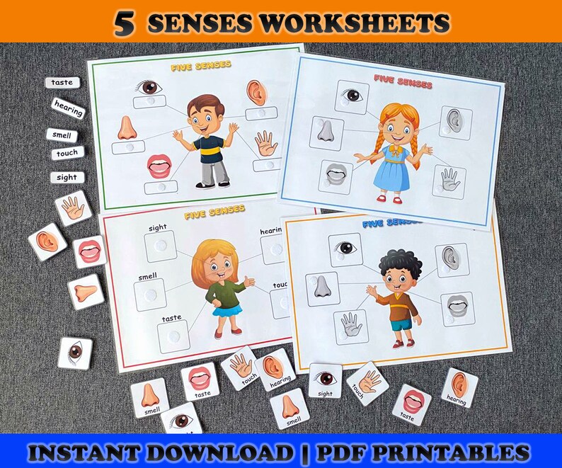 Hojas de trabajo de los cinco sentidos, Clasificación de los 5 sentidos ...